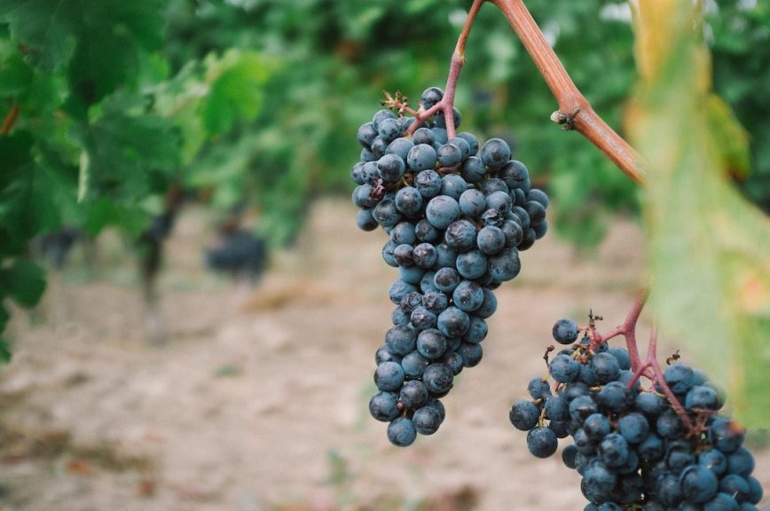 The Best Wineries to Visit Along the Rhône, Ranked - Days to Come