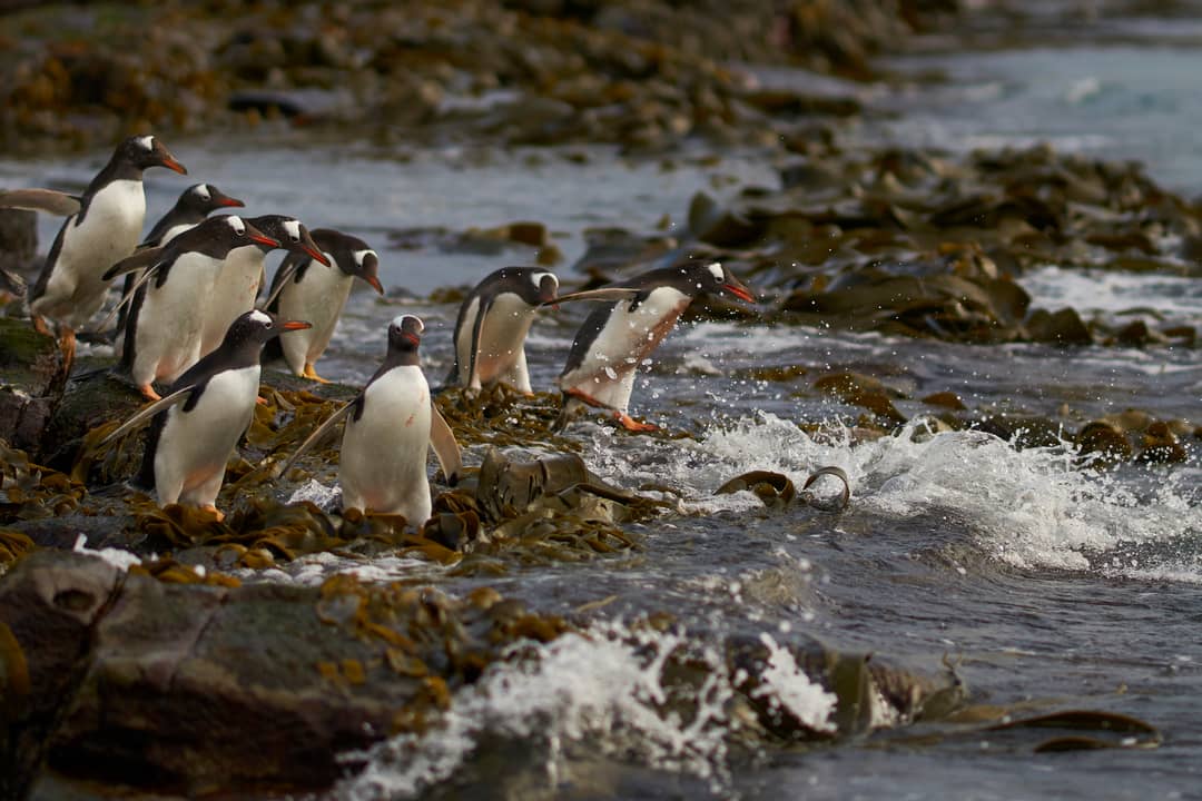 The Best Places in the World to See Penguins - Days to Come