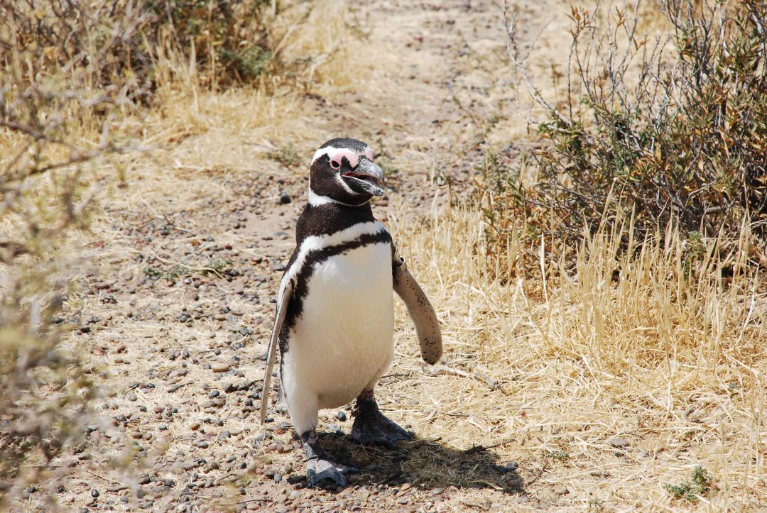 Patagonia Travel Guide: Where to go in Patagonia